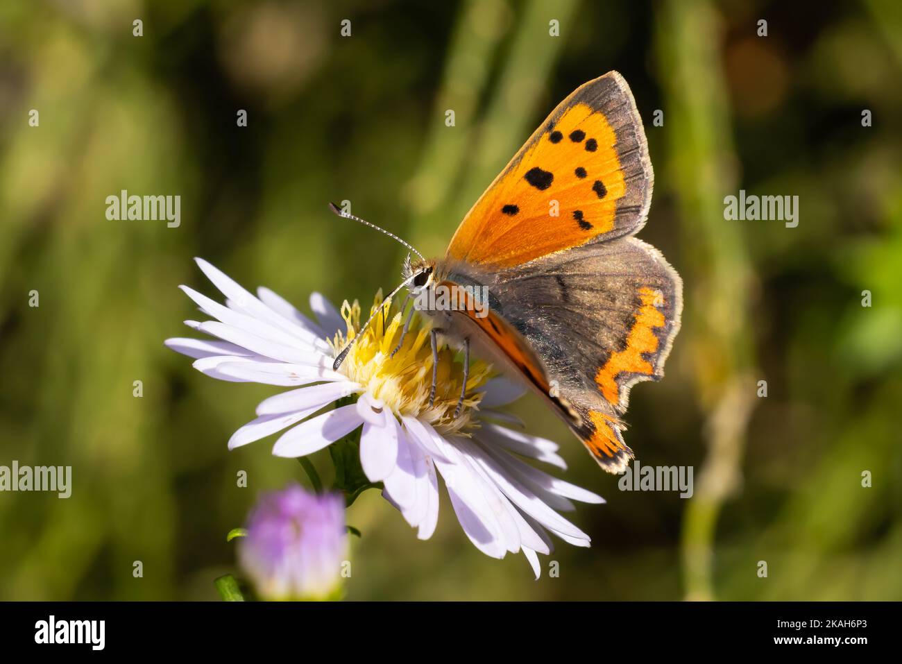 Small Copper on an Aster Stock Photo - Alamy
