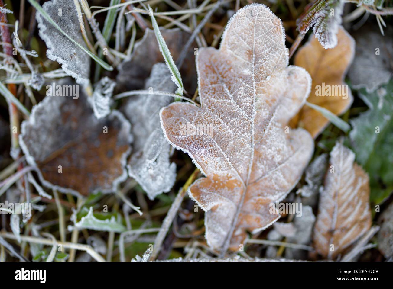 Frozen oak leaves on grass Stock Photo - Alamy