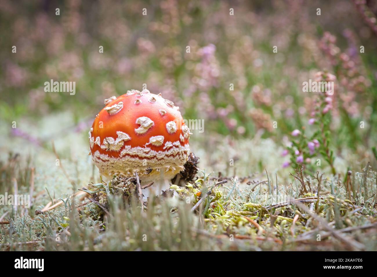 Toadstool in a heather field in the forest. Poisonous mushroom. Red cap ...