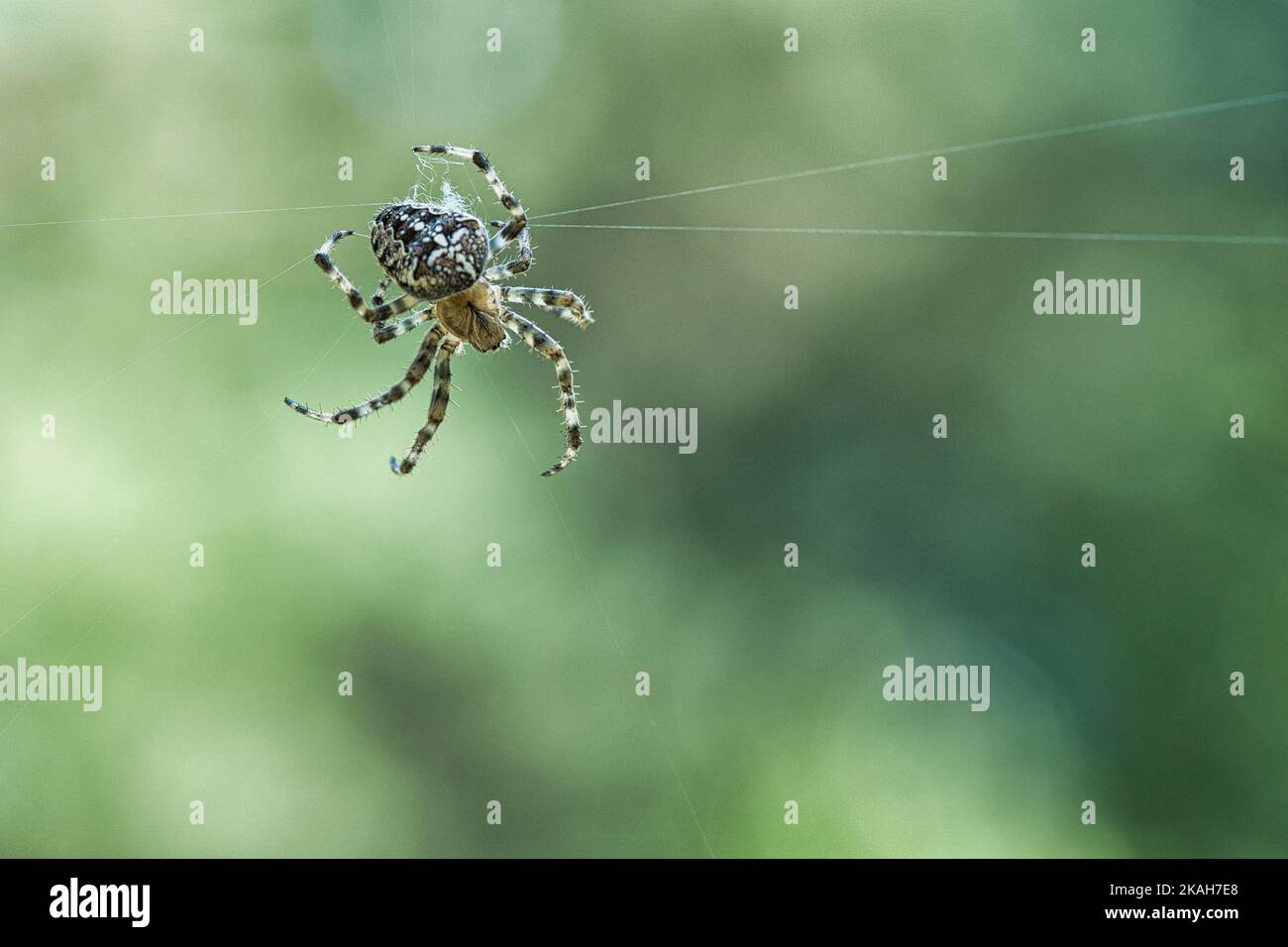 Cross spider in a spider web, lurking for prey. Blurred background. A ...