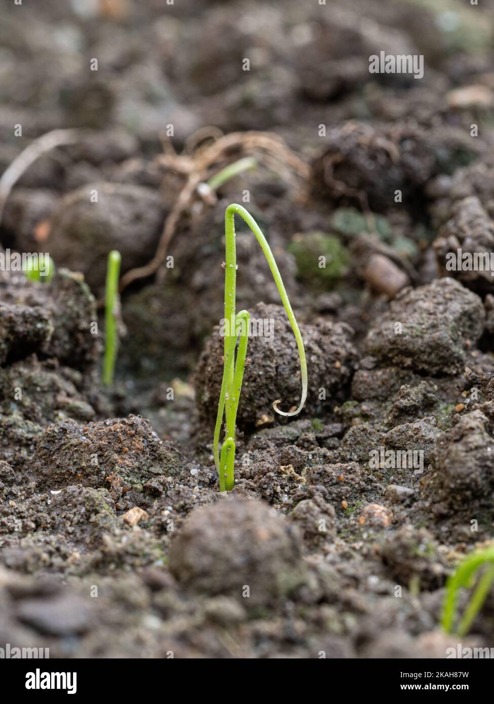 A close up of newly germinated spring onion seedlings showing the ...