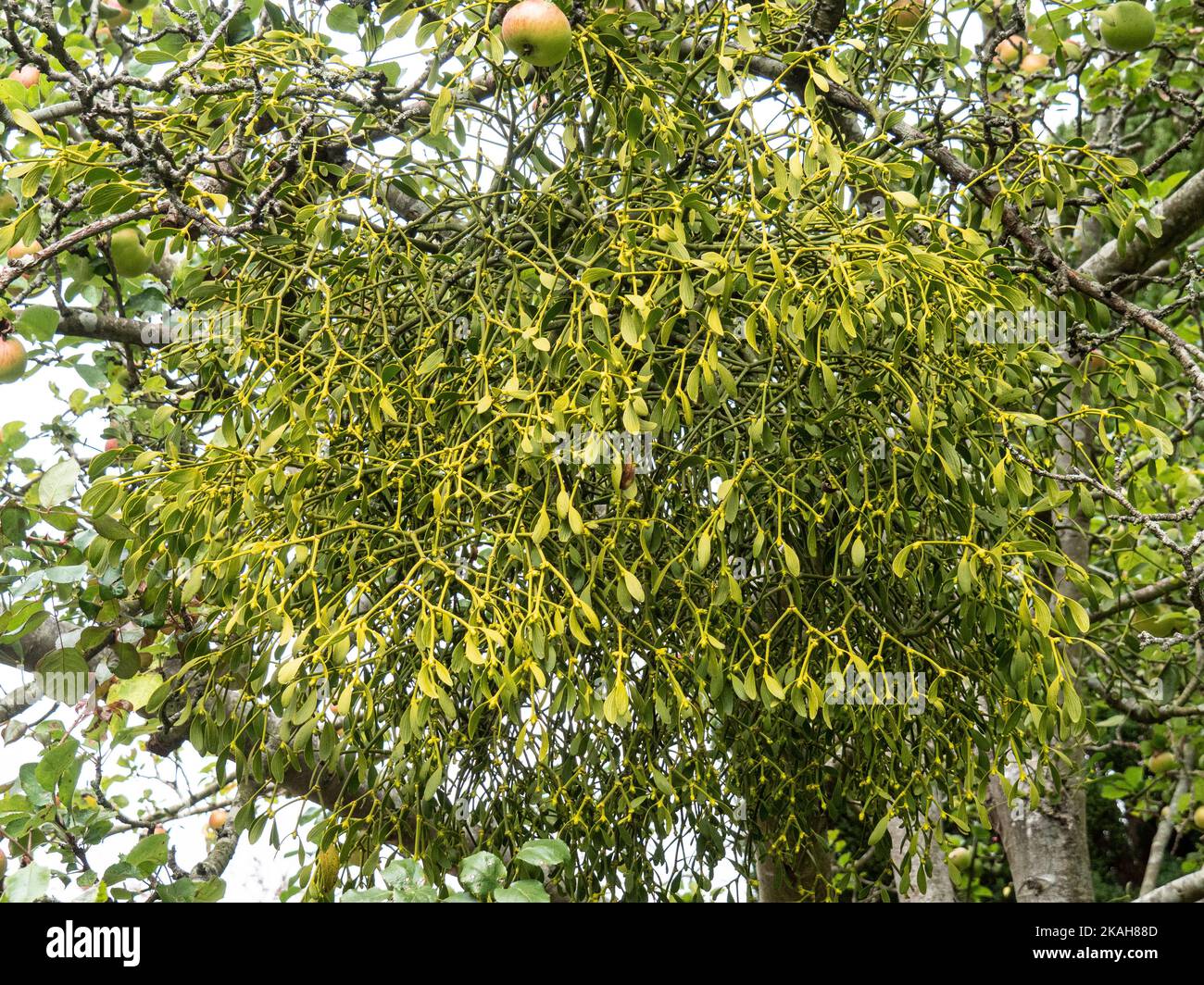 A large plant of mistletoe well established on an old apple tree Stock ...