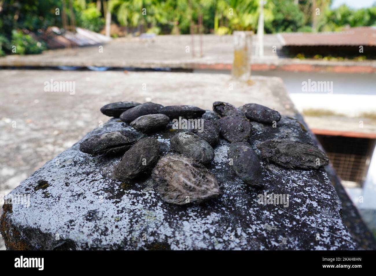 Moldy mango isolated on dusty background Stock Photo - Alamy