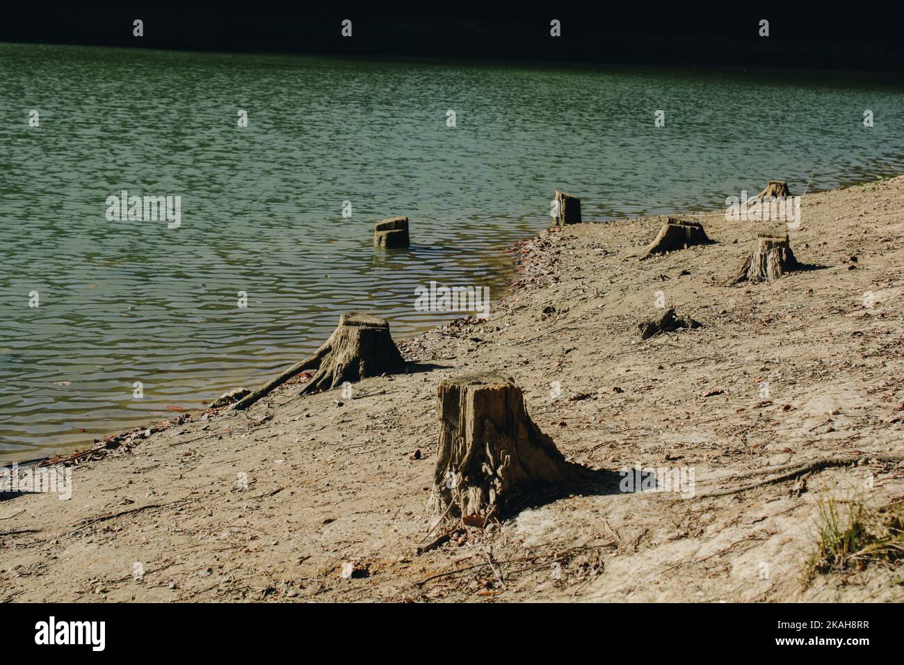Deforestation. Stump of tree after cutting forest by water Stock Photo ...