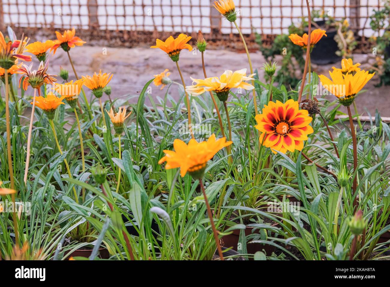 Decorative nursery hi-res stock photography and images - Alamy