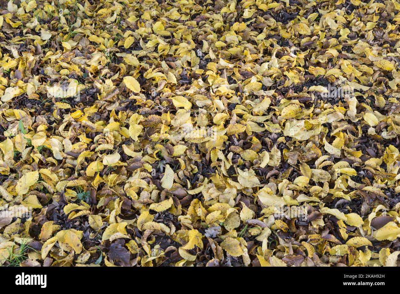 Colour change hi-res stock photography and images - Alamy