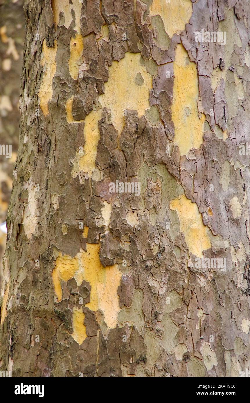 Tree bark, surface, structure, background Stock Photo - Alamy