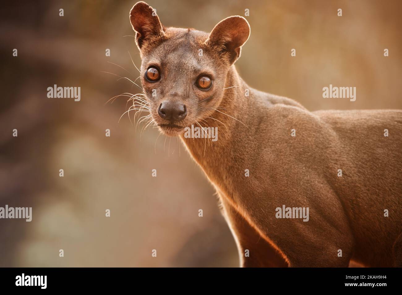 European badger, Meles meles, low angle photo of a male catching fish ...
