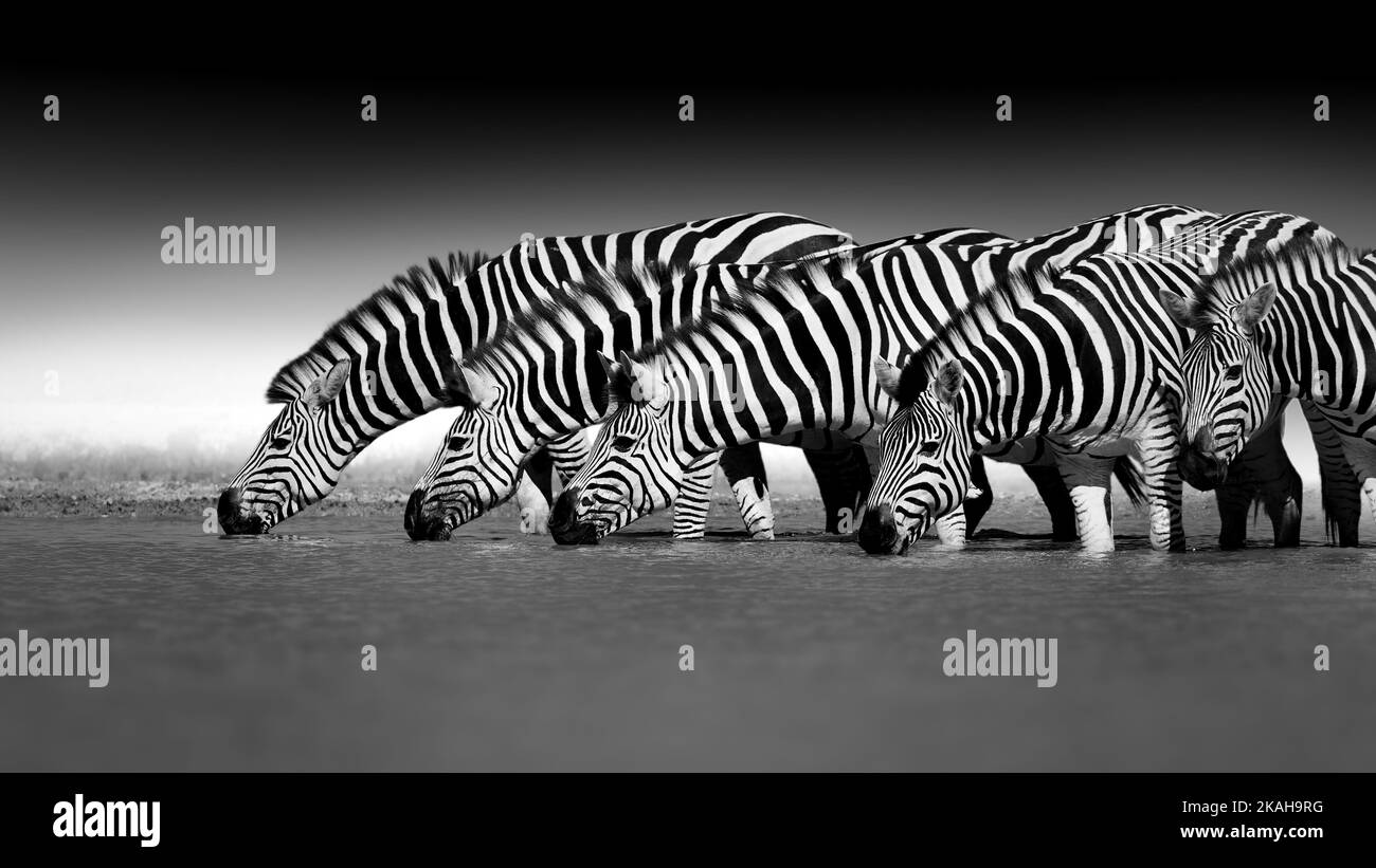 Black and white, artistically stylized photograph of zebra heads lined ...