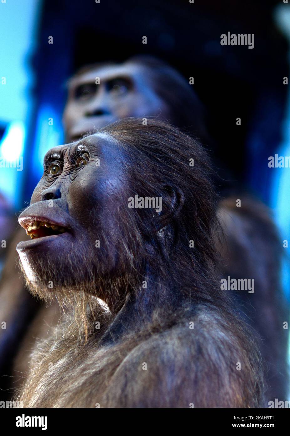 Australopithecus afarensis - Lucy Stock Photo - Alamy Australopithecus afarensis - Lucy Stock Photo - Alamy