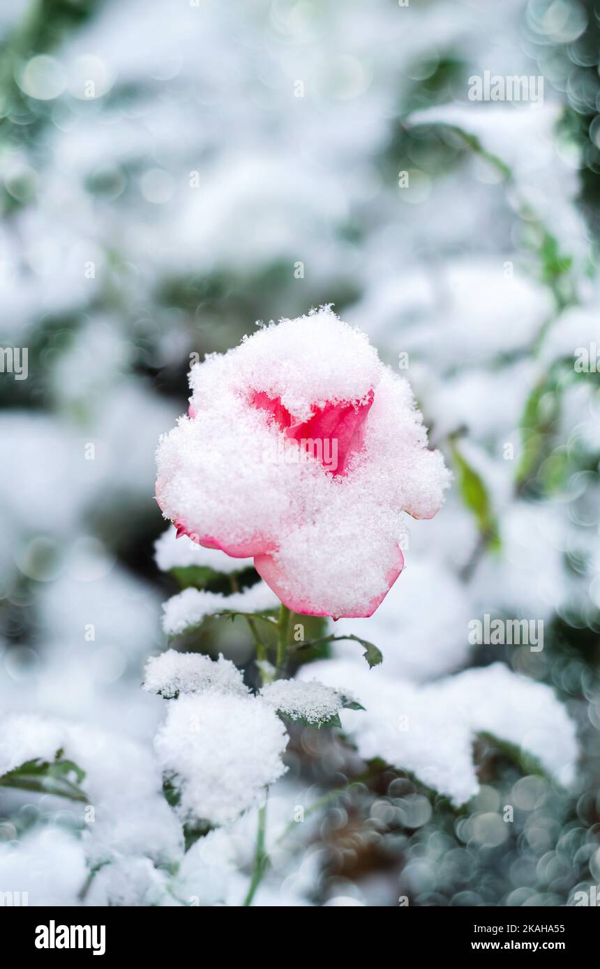 Pink flowers concept onset hi-res stock photography and images - Alamy