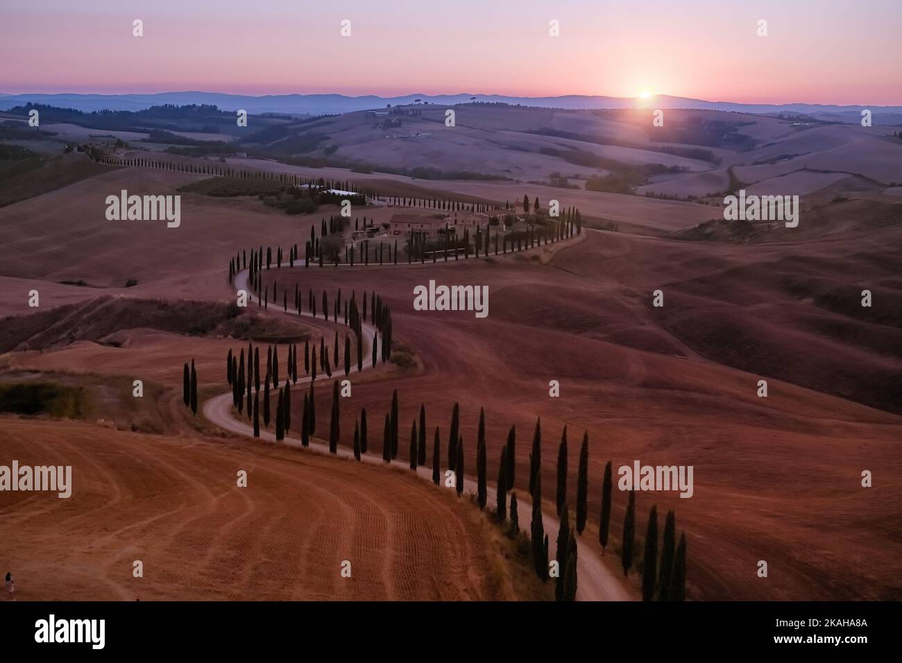 Vertical view of a group of cypress trees in the rolling countryside ...
