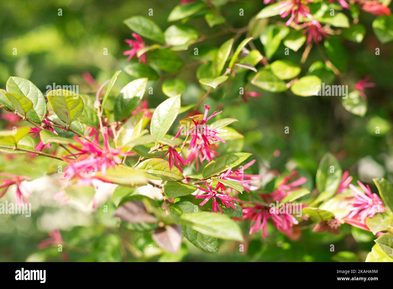 Leaves and Pink Flowers of Chinese Fringe Tree Stock Photo - Alamy