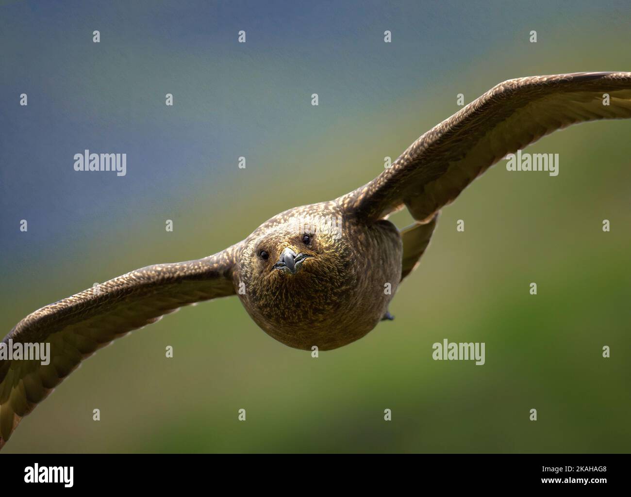 The great skua, Stercorarius skua, a large seabird in its natural ...