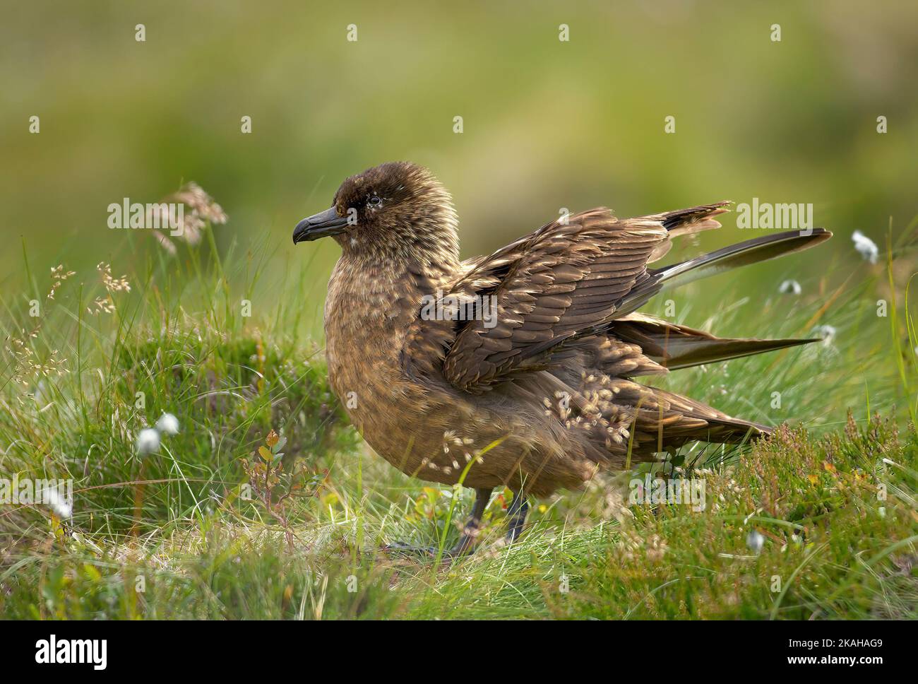 The great skua, Stercorarius skua, a large seabird in its natural ...
