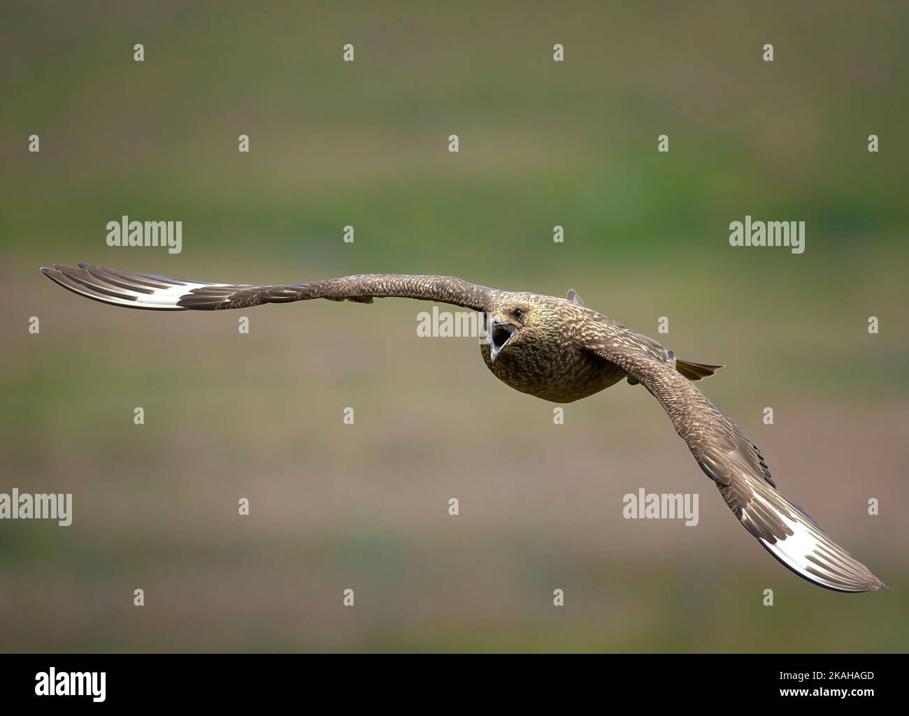 The great skua, Stercorarius skua, a large seabird in its natural ...