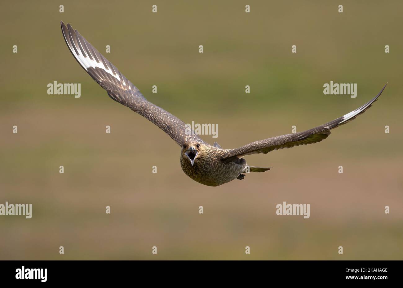 The great skua, Stercorarius skua, a large seabird in its natural ...