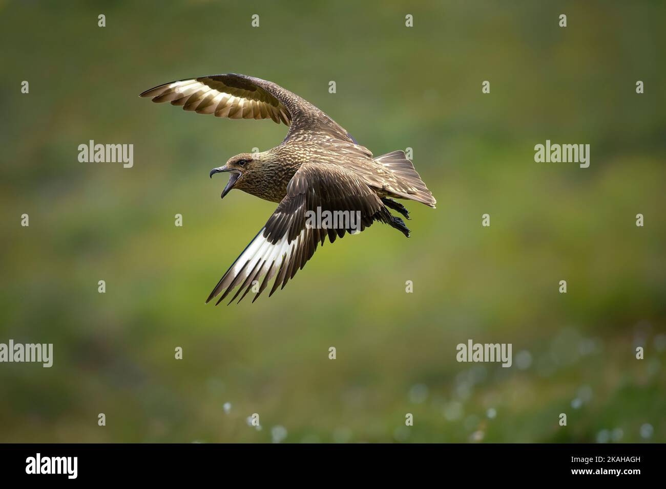 The great skua, Stercorarius skua, a large seabird in its natural ...