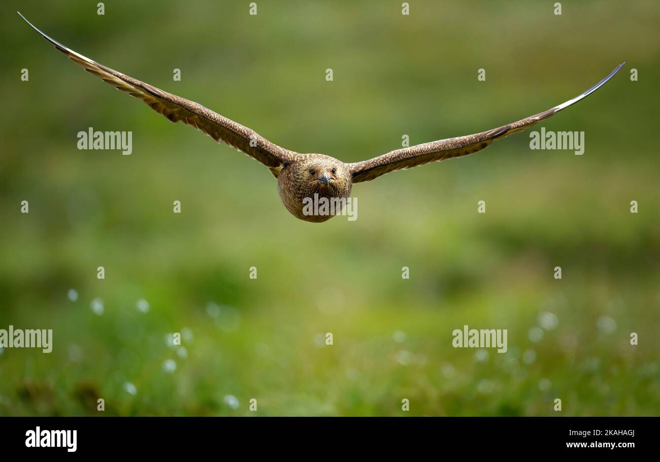 The great skua, Stercorarius skua, a large seabird in its natural ...