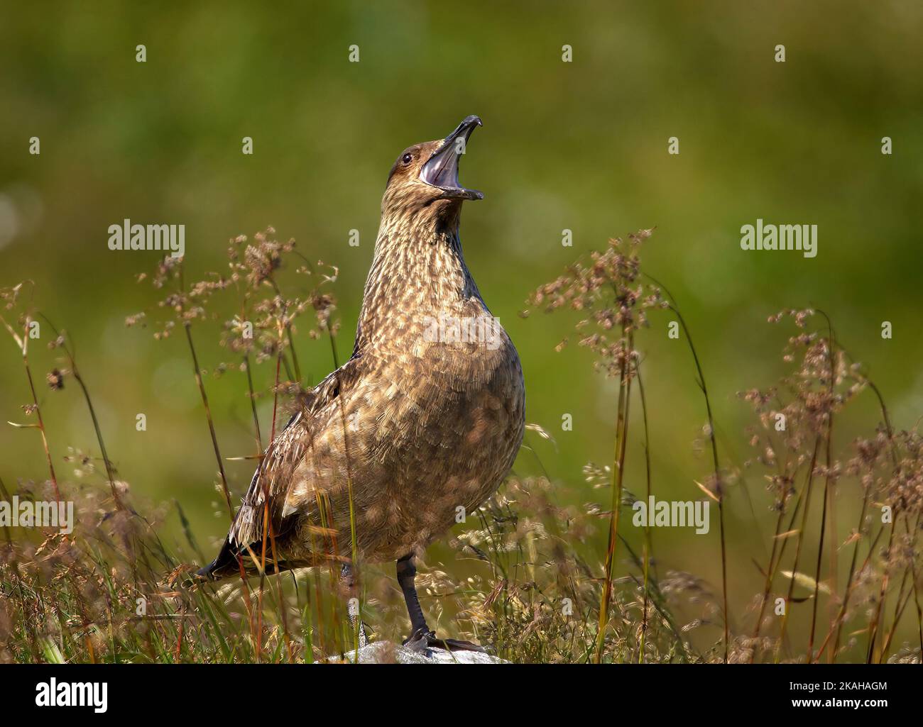 Great skua stercorarius skua runde hi-res stock photography and images ...