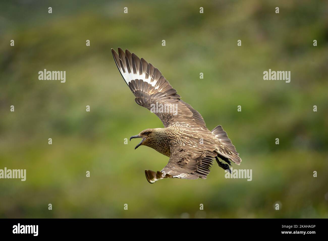 Great skua stercorarius skua runde hi-res stock photography and images ...