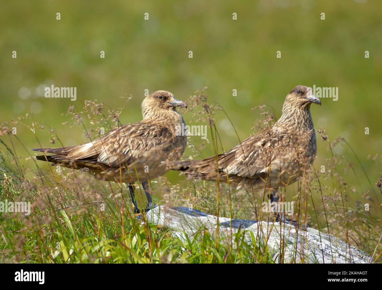 The great skua, Stercorarius skua, a large seabird in its natural ...