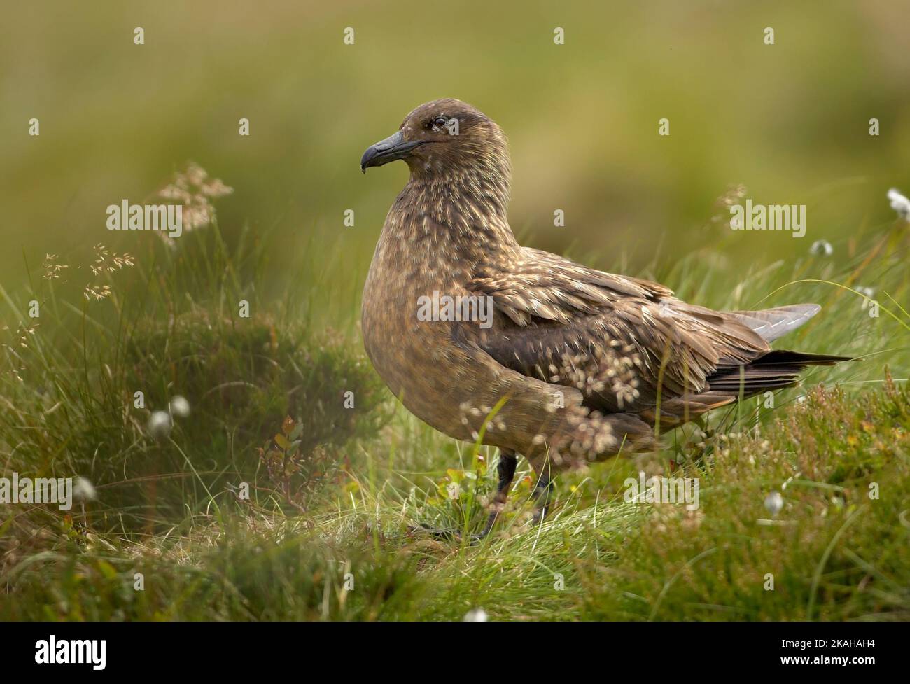 The great skua, Stercorarius skua, a large seabird in its natural ...