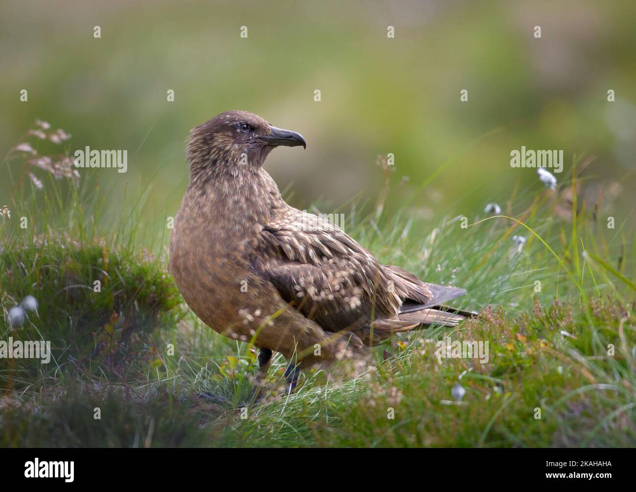 The great skua, Stercorarius skua, a large seabird in its natural ...