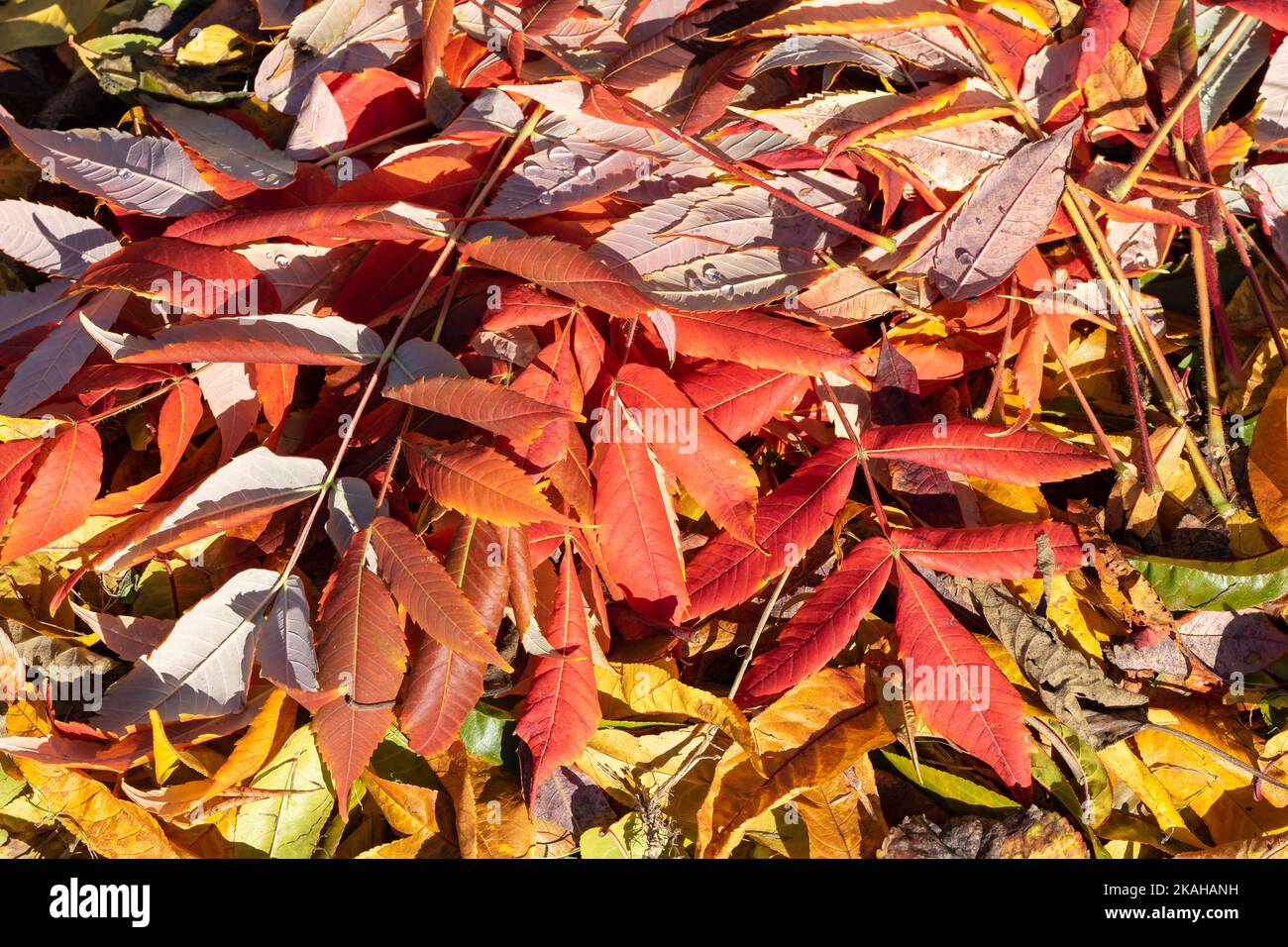 Foliage background texture hi-res stock photography and images - Alamy