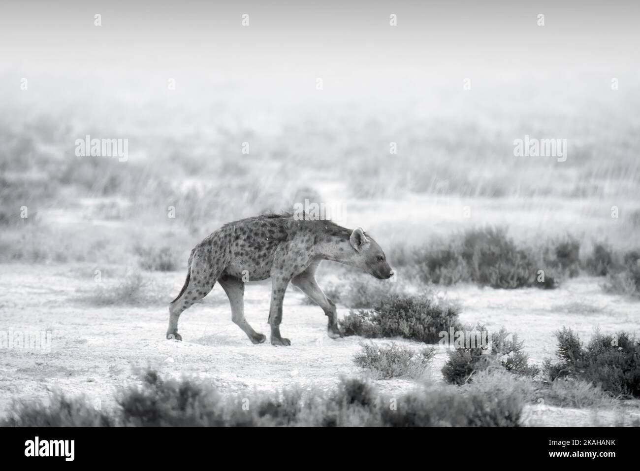 Spotted Hyena,Crocuta crocuta in motion. Black and white, artistic ...