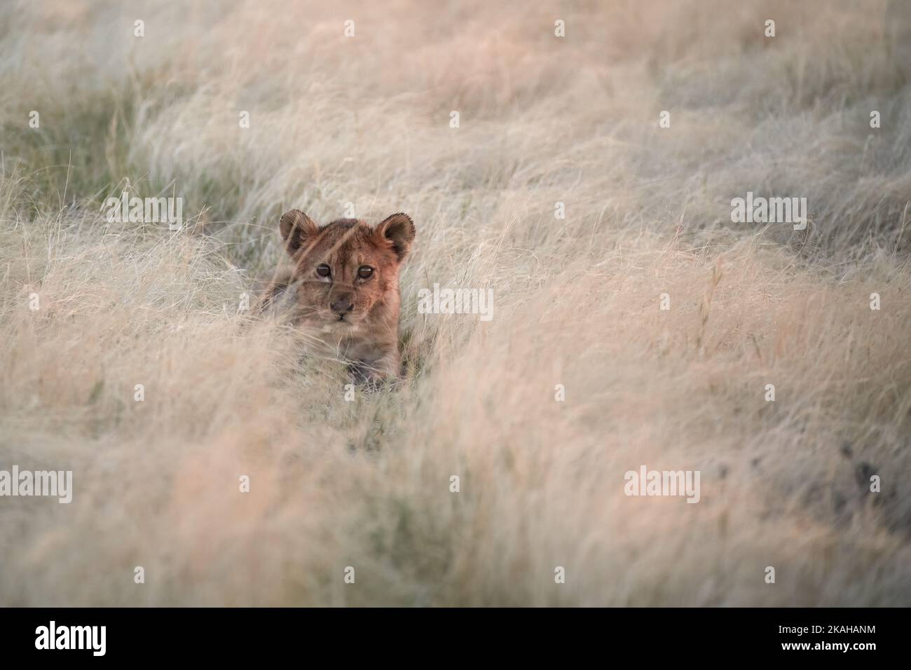 A lion cub in the grass. Very young lion cub, staring into the camera ...