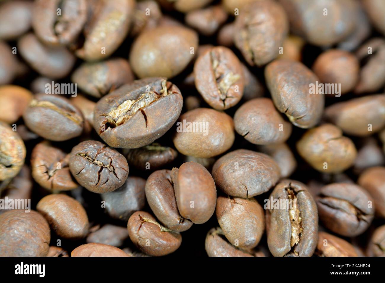 coffee beans, seeds of the Coffea plant and the source for coffee. It ...