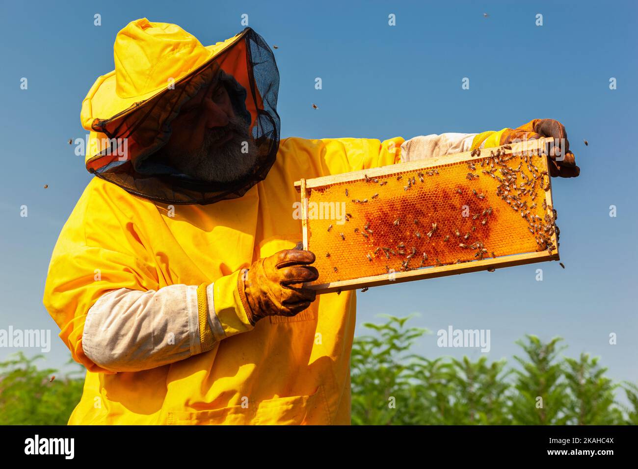 Beekeeper in yellow suit holding bee hive frame with bees and honey on ...