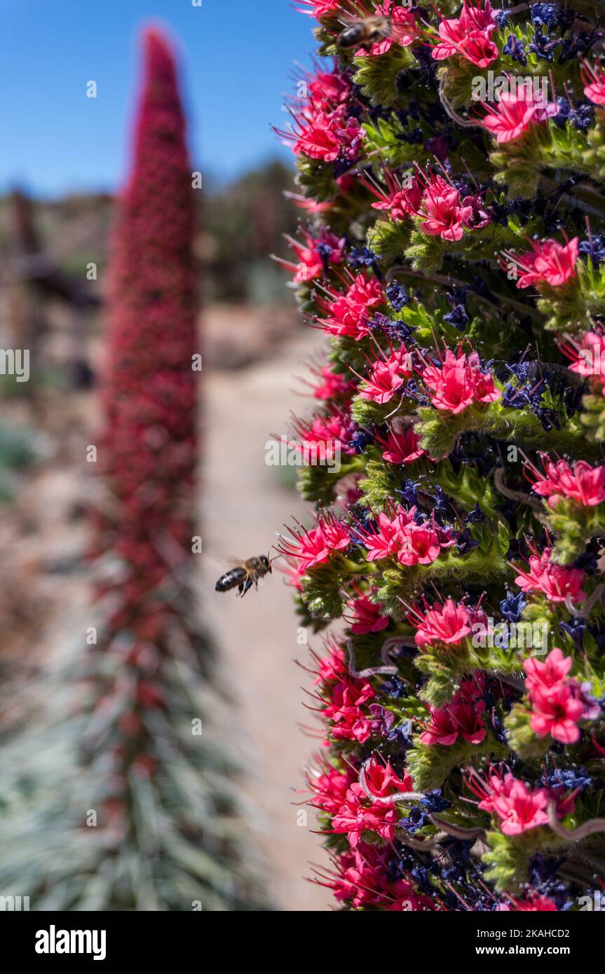 Red bugloss close-up with a pollinating bee Stock Photo - Alamy