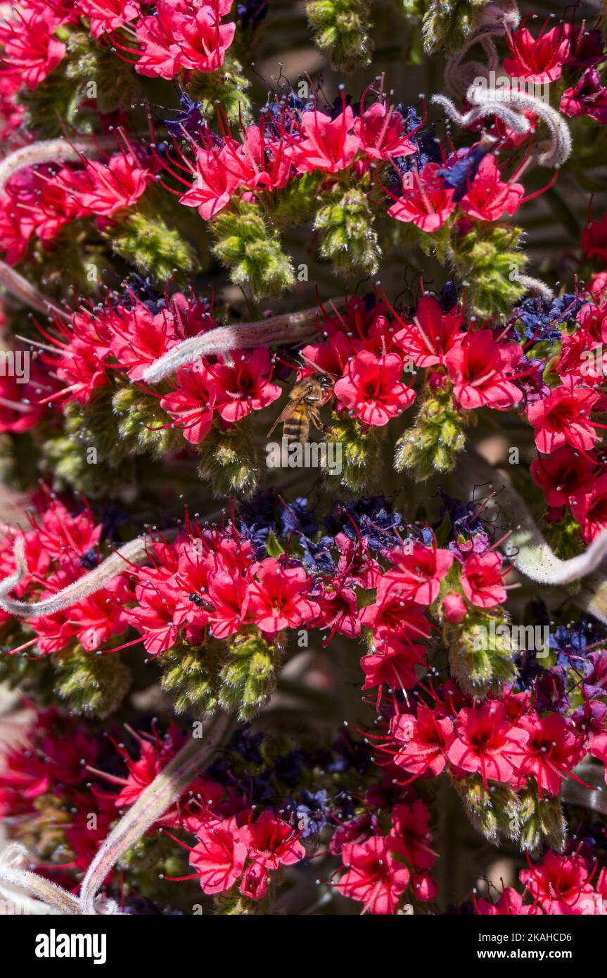 Red bugloss close-up with a pollinating bee Stock Photo - Alamy