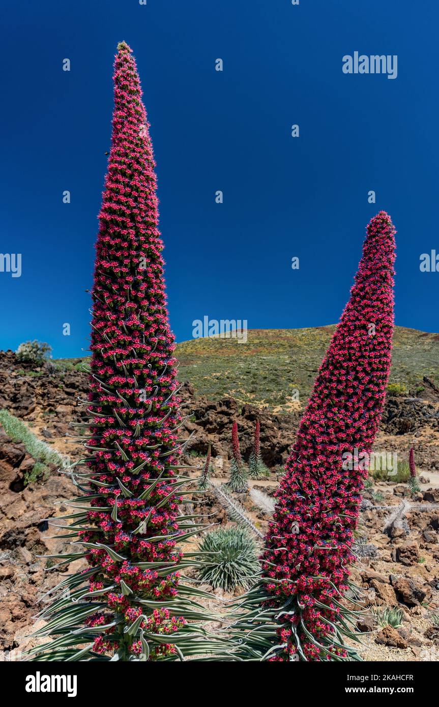 Flower towers of red bugloss. Two cones on blue sky and rocky hill ...