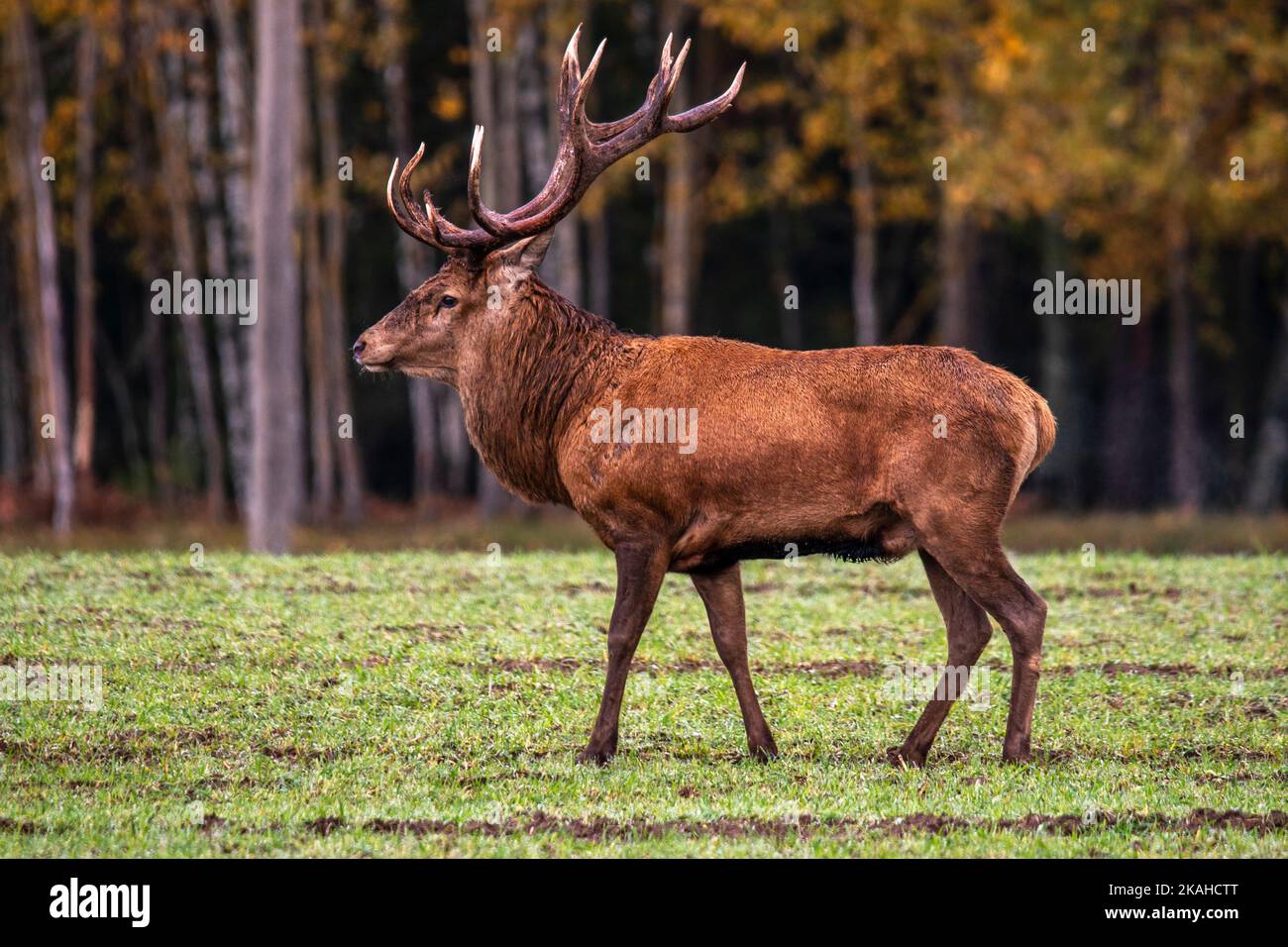 Autumn idyll. European deer proudly inspects their possessions Stock ...