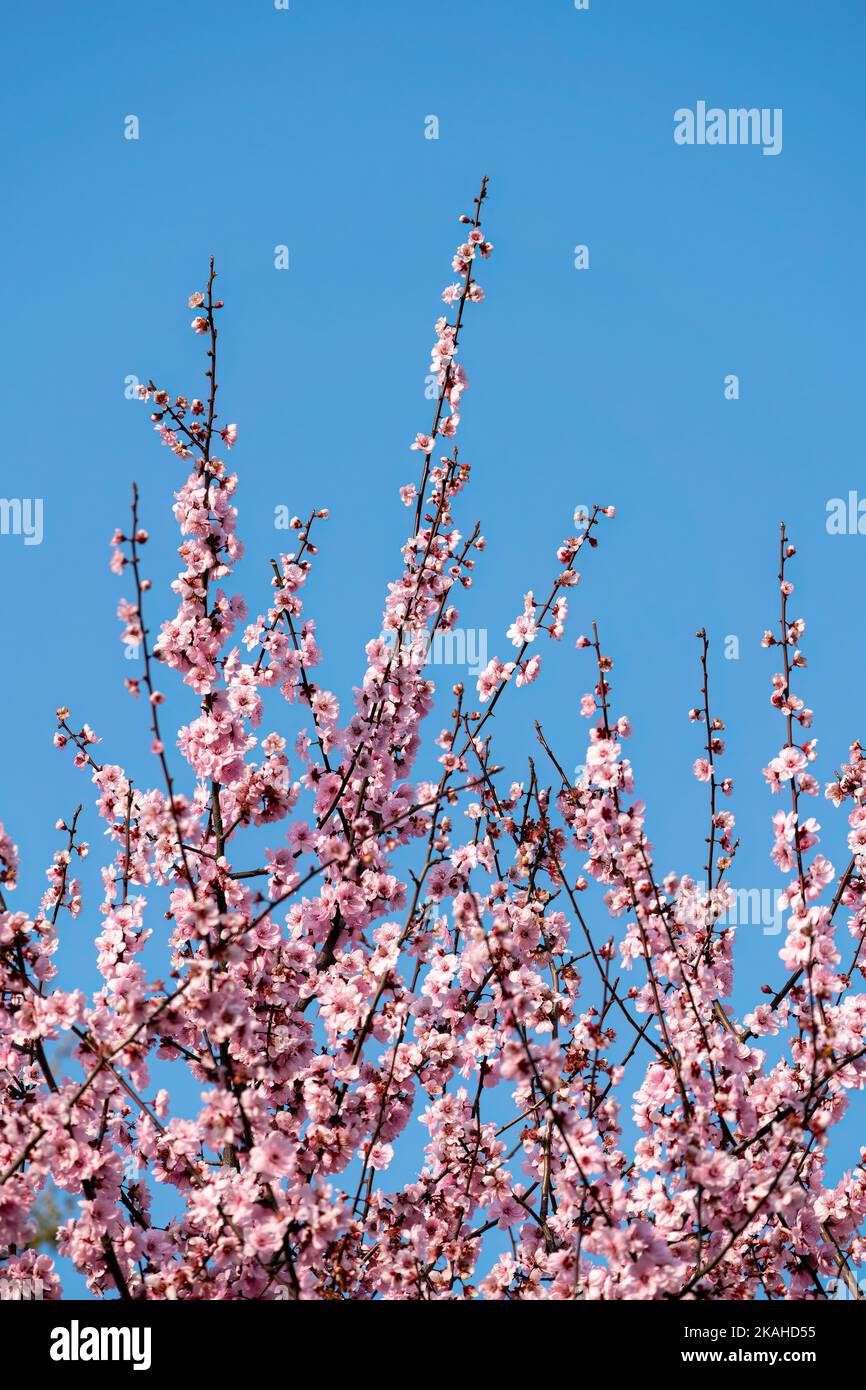 Pink cherry flower in full blossom during spring time with more flowers ...