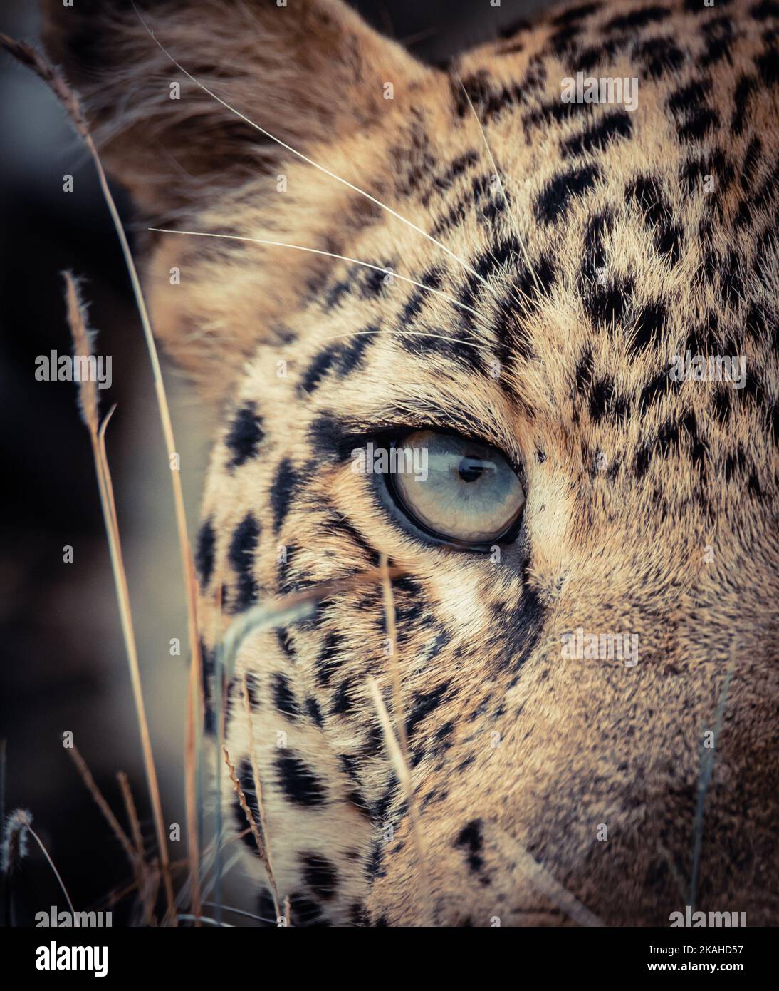 Leopards eyes hi-res stock photography and images - Alamy
