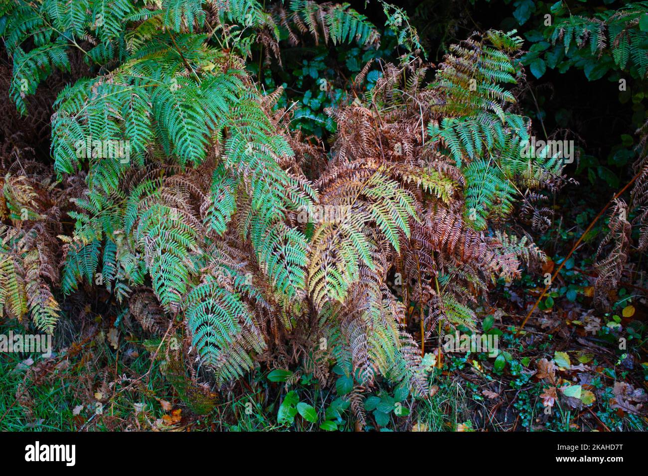 farm land woods and church's Stock Photo - Alamy