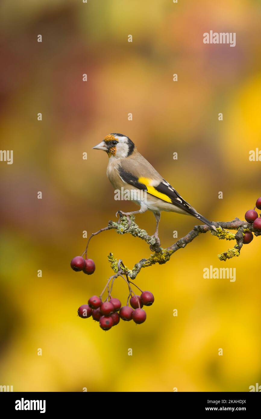 Goldfinches berry hi-res stock photography and images - Alamy
