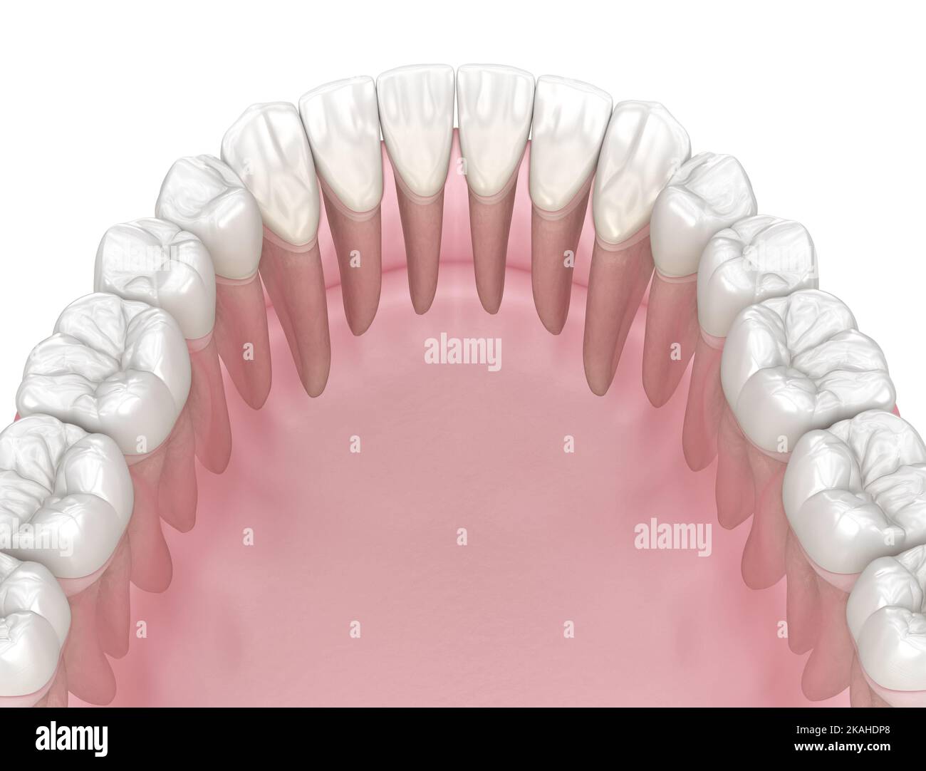 Morphology of human teeth. Medically accurate tooth 3D illustration ...