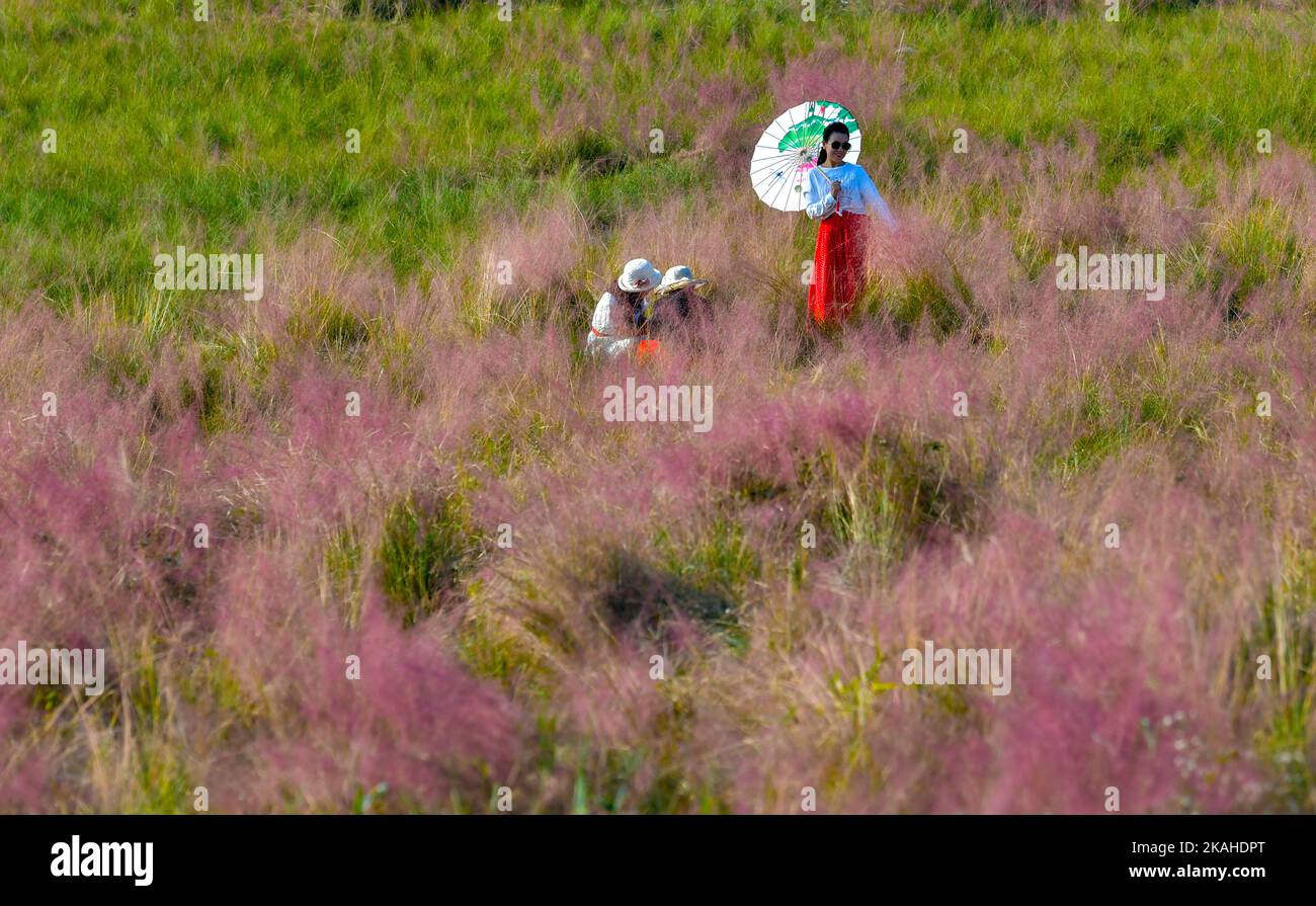 Beautiful views of pink muhly grass attract tourists come to visit ...