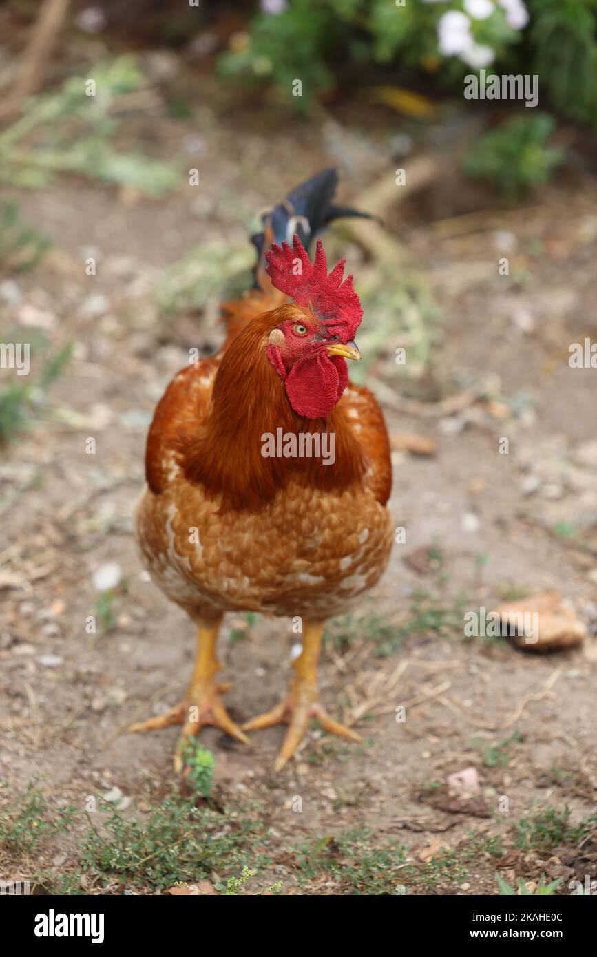Portrait of a free range rooster on an organic farm in Galicia, Spain ...