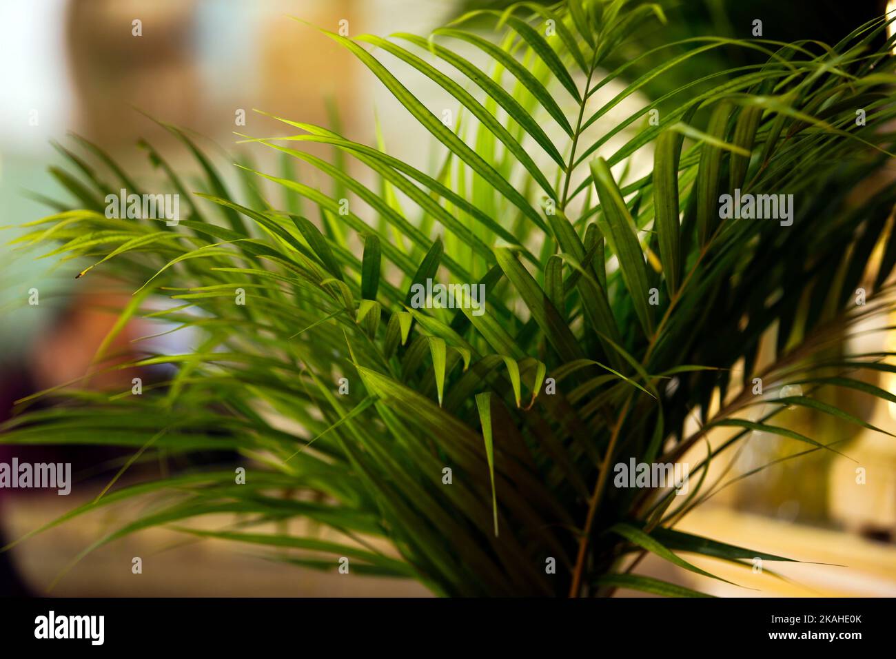 Holy Week. Branch detail. Traditional Catholic celebration Palm Sunday. Christian faith ...