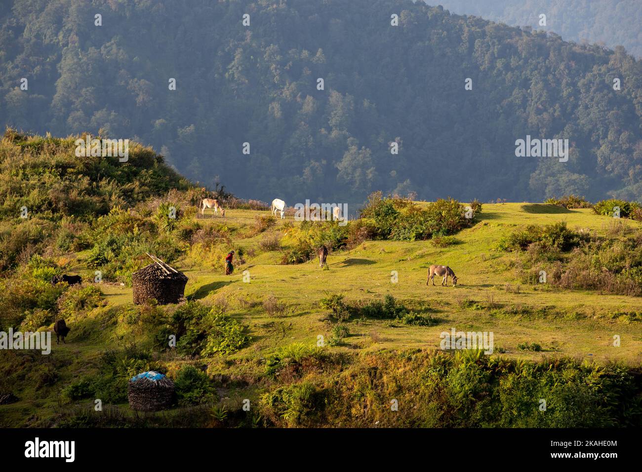Beautiful village Bhujung and Ghale Gau Stock Photo - Alamy