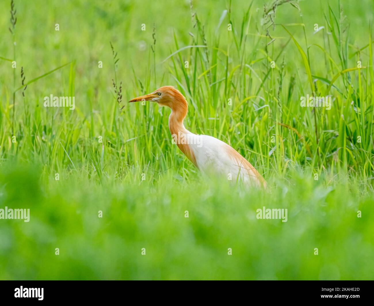 Close-up of a walking cattle egret with green background during spring ...