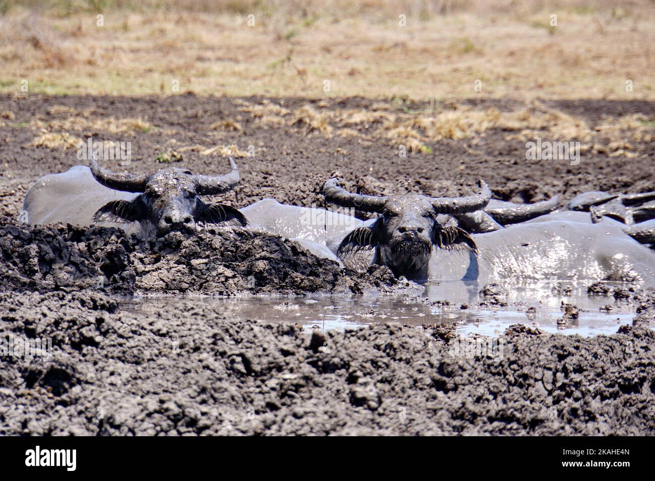 Java wildlife hi-res stock photography and images - Alamy