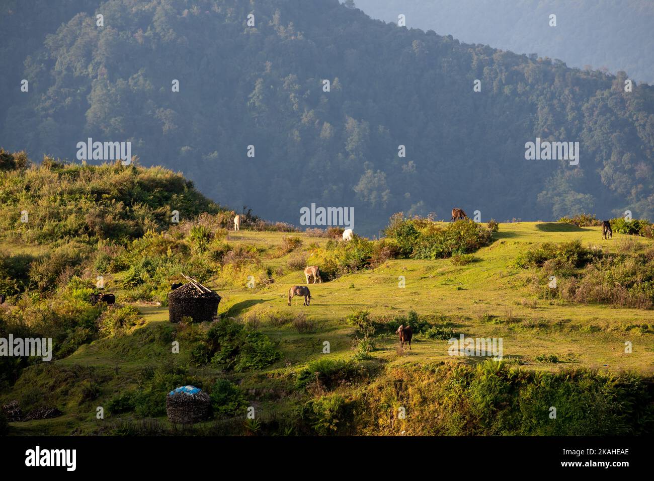 Beautiful village Bhujung and Ghale Gau Stock Photo - Alamy