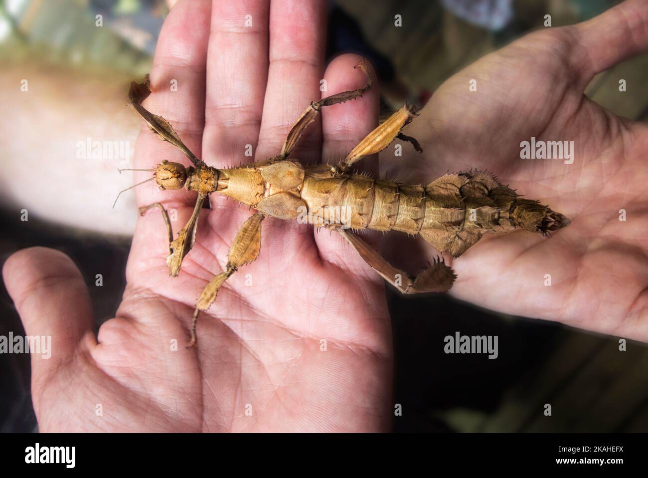 Bacillus rossius hi-res stock photography and images - Alamy